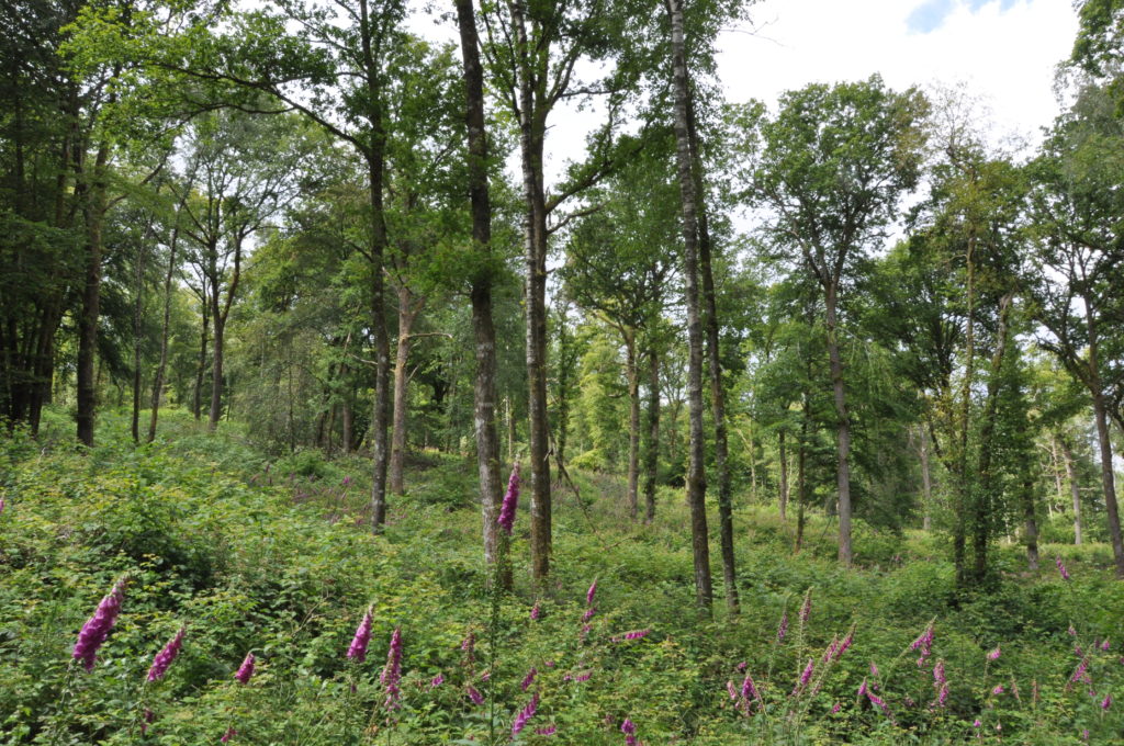 Essences forestières et sylviculture - Parc Naturel Régional du Morvan