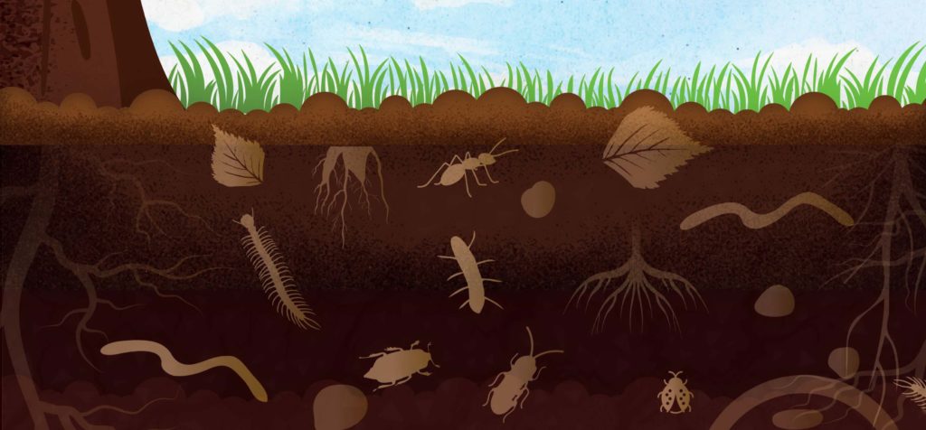 DES SOLS VIVANTS EN BOURGOGNE-FRANCHE-COMTÉ ! - Parc Naturel Régional du Morvan